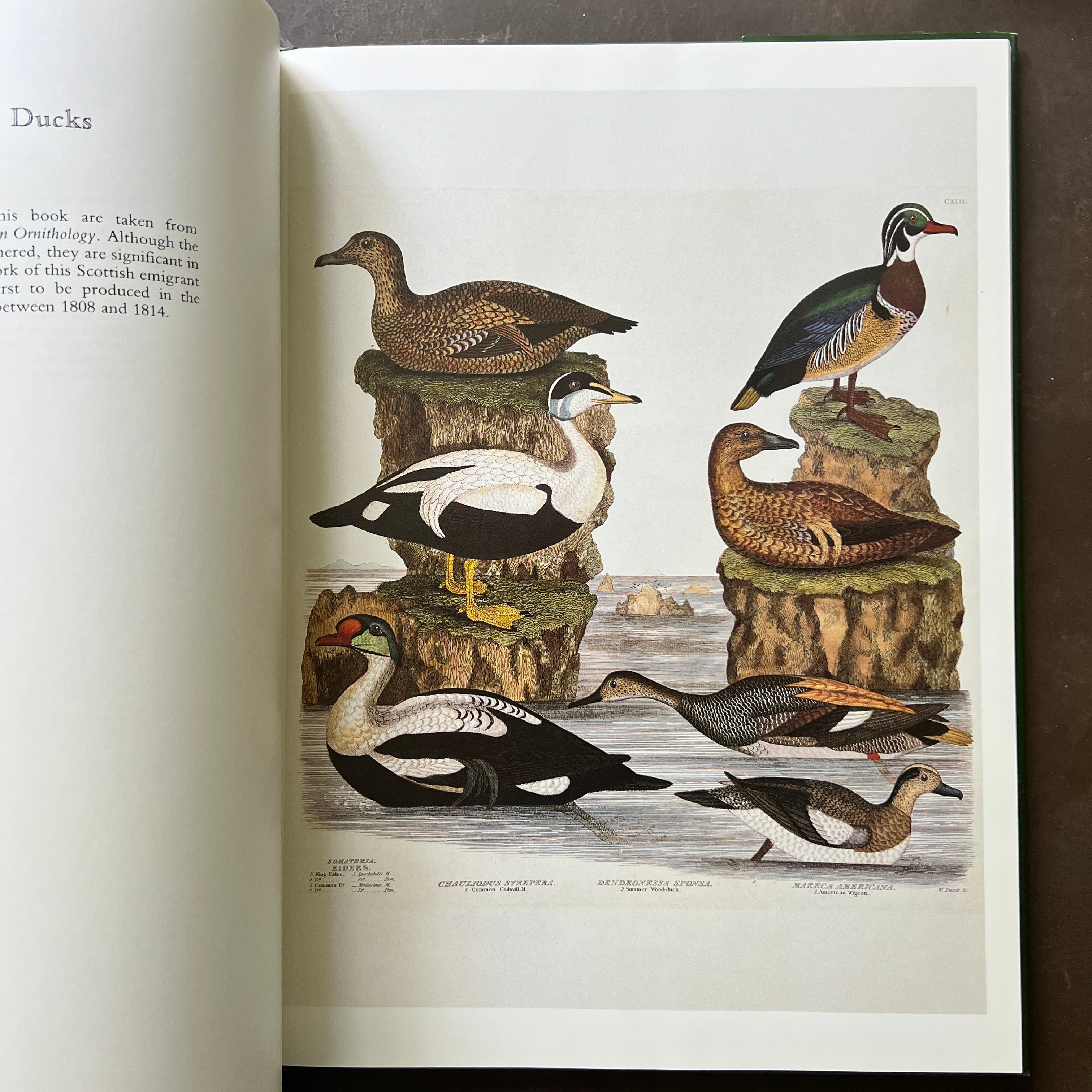 1992 - The Natural History Museum Library; Ducks – Honey Bee Mill