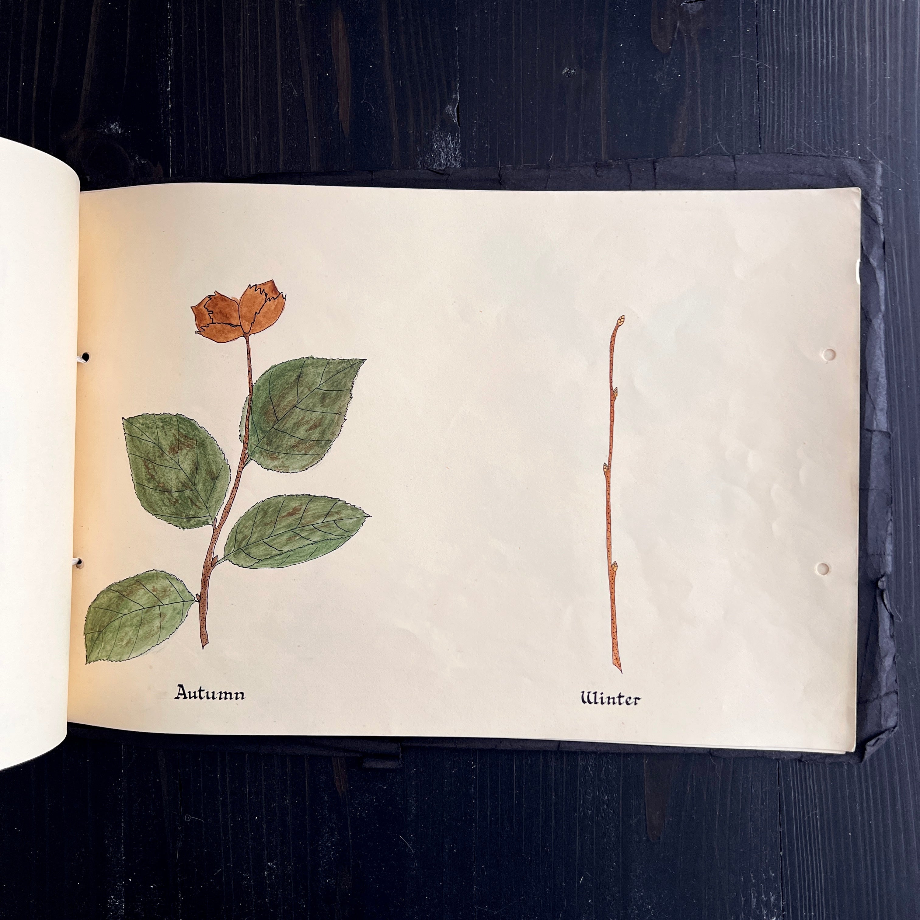 Manuscript/ Botanical Specimen Drawing/ Painting Book/Collection- “Hed ...