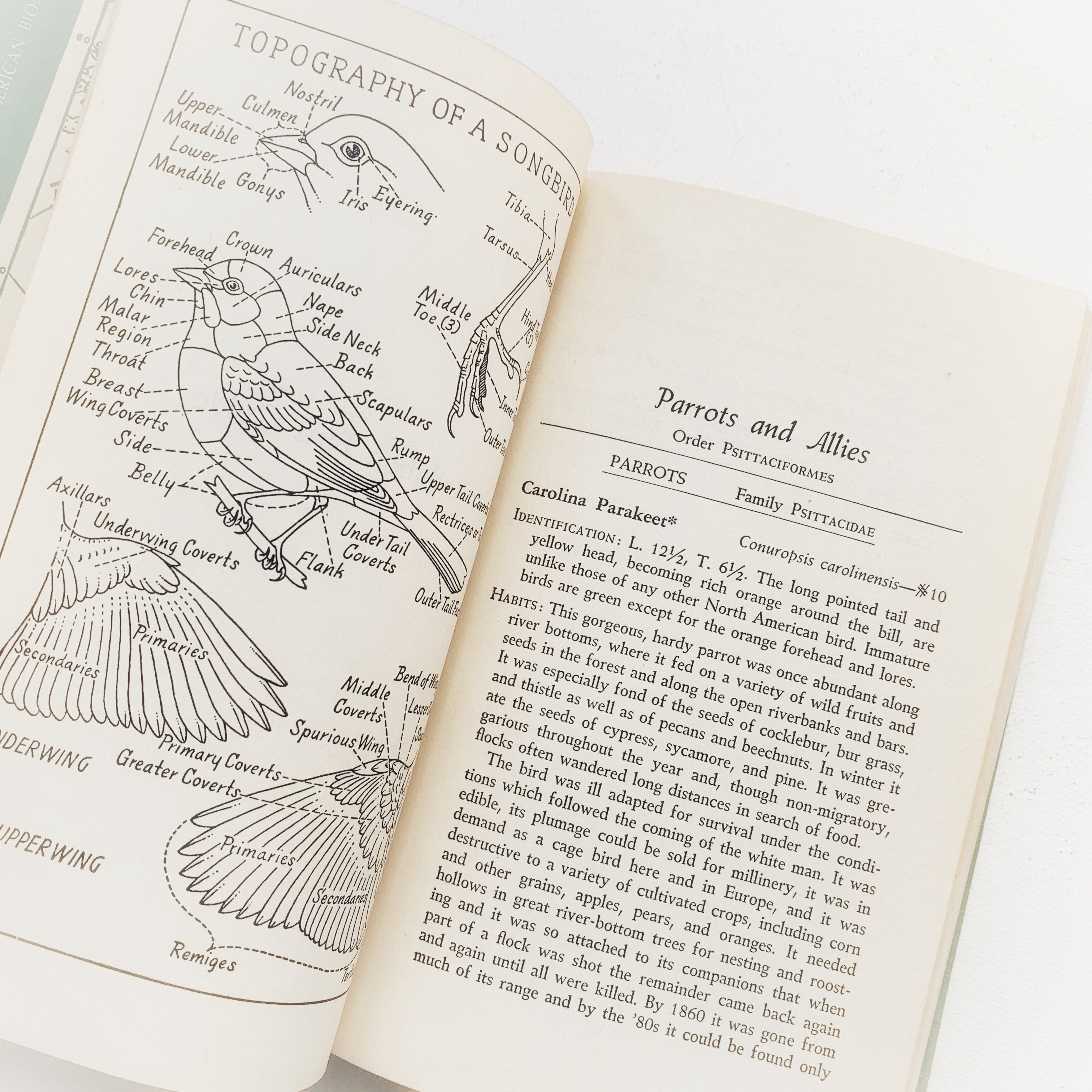 Copy of 1949 - Audubon Bird Guide; Eastern Land Birds – Honey Bee Mill